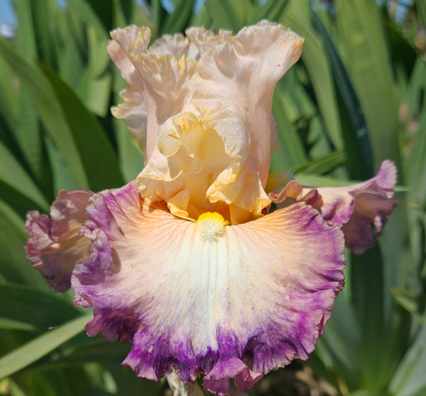 Parisian Breeze – Sutton Iris