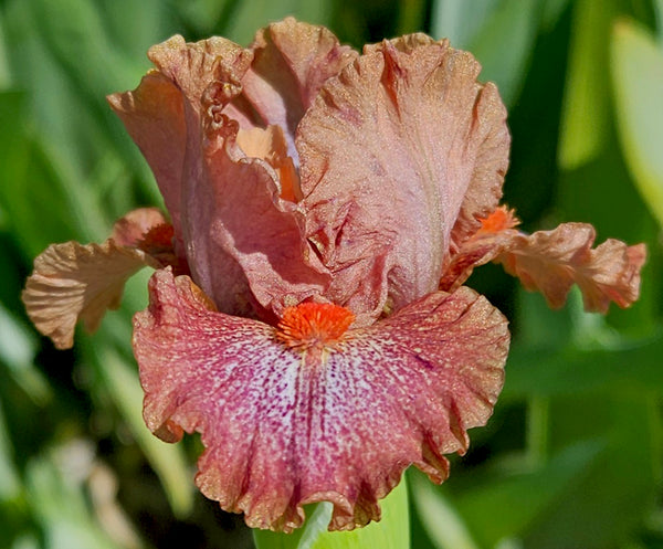 JUST LIKE THAT – Sutton Iris