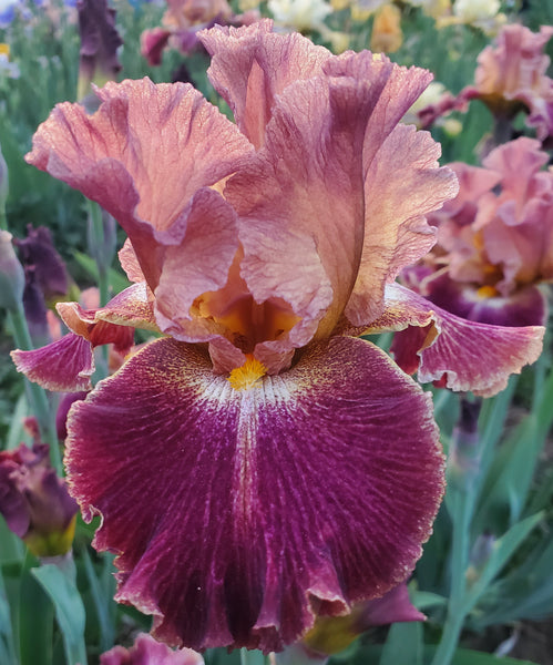 Angels On My Shoulder – Sutton Iris