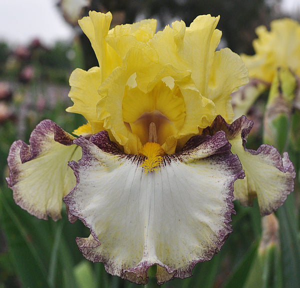 Beside Myself – Sutton Iris