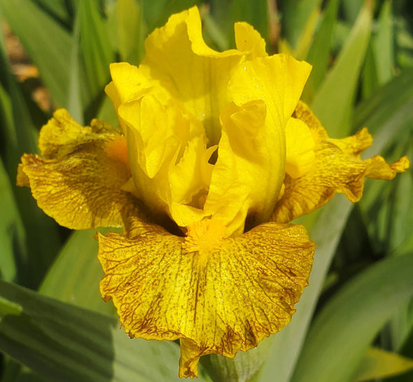Bee Bright – Sutton Iris