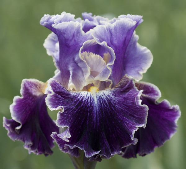 Belle Fille – Sutton Iris