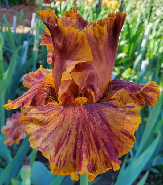 Boom Shakalaka – Sutton Iris