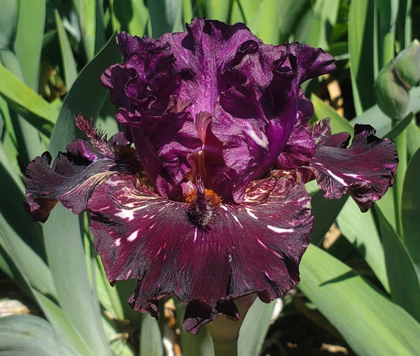 Break The Barrier – Sutton Iris
