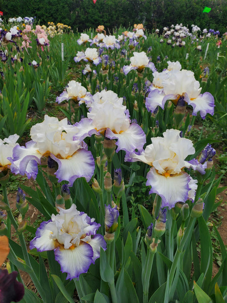 Count It All Joy – Sutton Iris