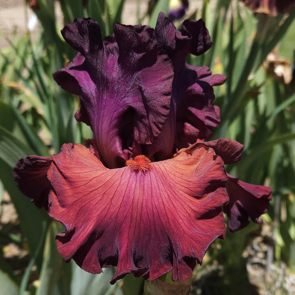 CATCH THE FEVER – Sutton Iris