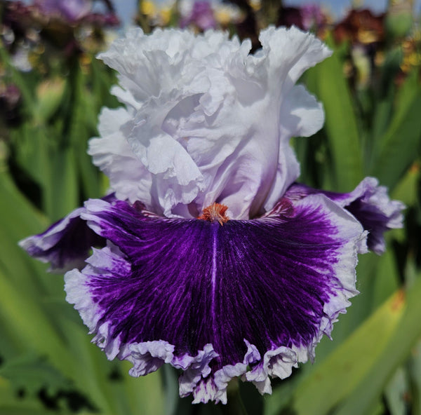 DARING DECEPTION – Sutton Iris