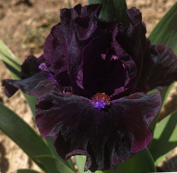 Deep Twilight – Sutton Iris