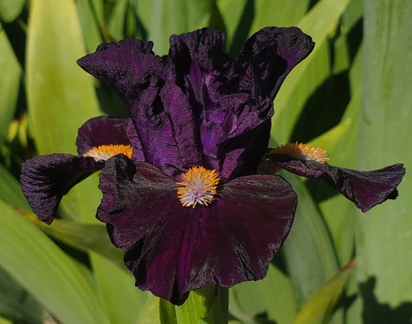 Eio – Sutton Iris