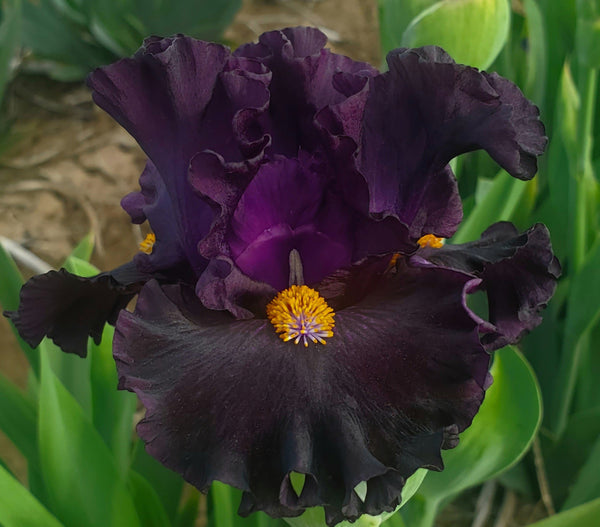 Ember In The Dark – Sutton Iris
