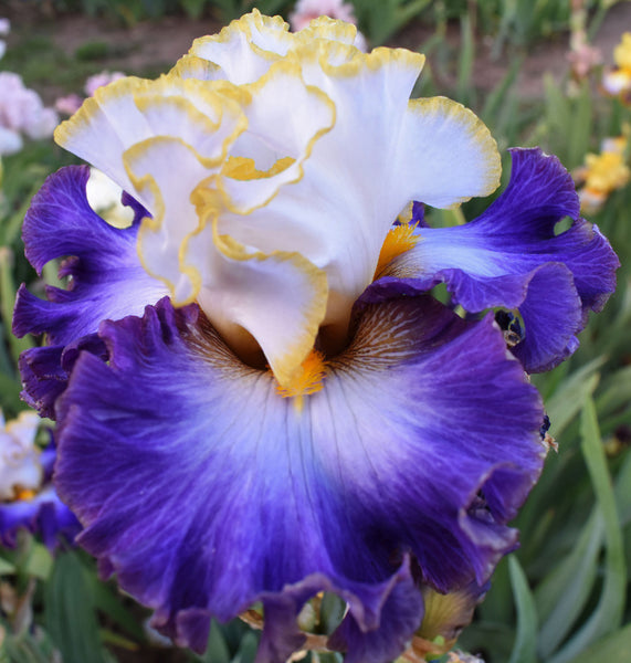 Essential – Sutton Iris