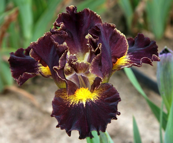 Famous – Sutton Iris