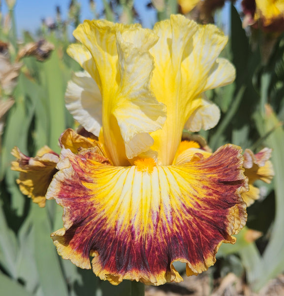 Full Of Life – Sutton Iris
