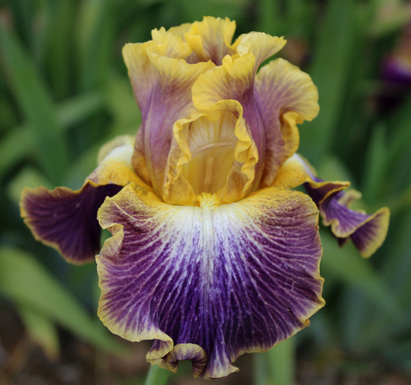 Galactic Glide – Sutton Iris