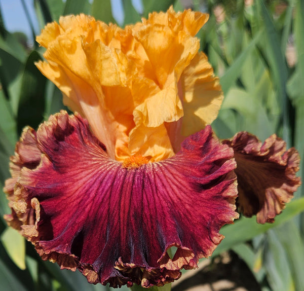 Harvest Glow – Sutton Iris