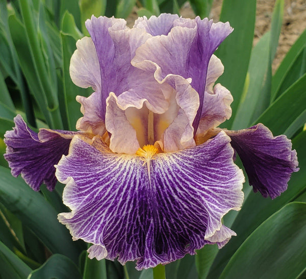 Jacobean Age – Sutton Iris