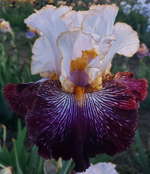 MY LIGHTHOUSE – Sutton Iris