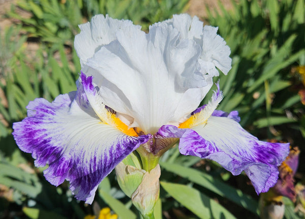 MAK ATTACK – Sutton Iris