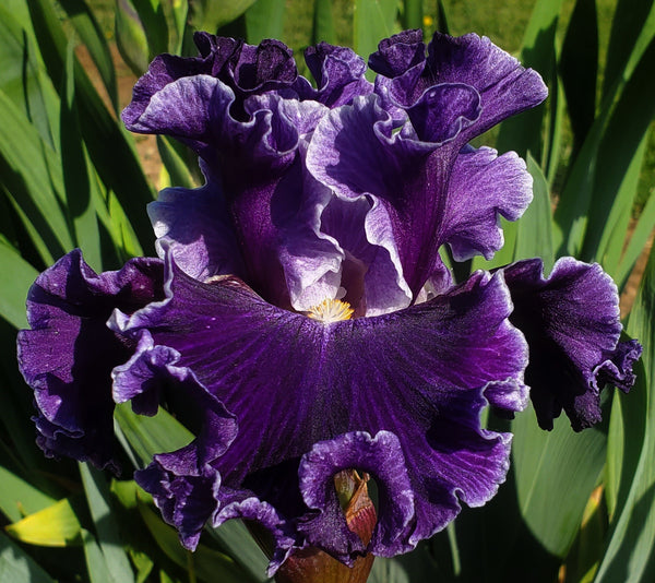 Moon Watcher – Sutton Iris