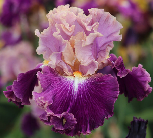 NEVERTHELESS – Sutton Iris