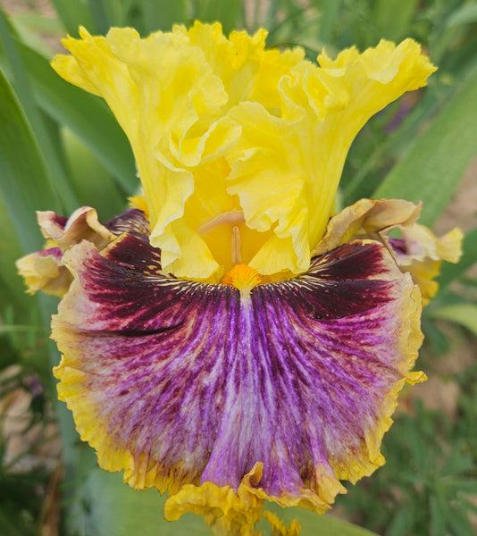 NEXT LEVEL – Sutton Iris