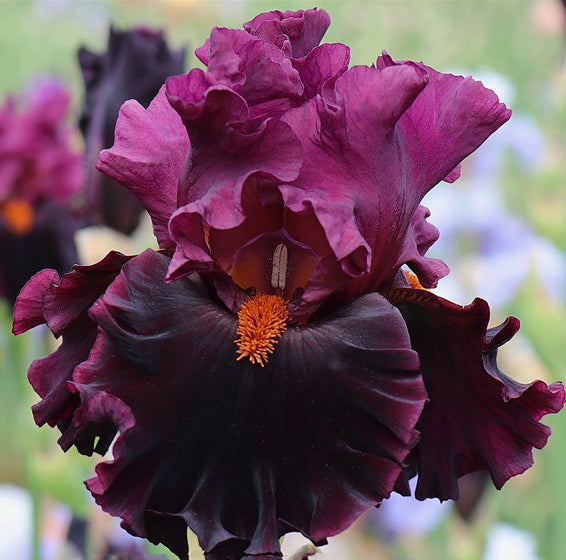 NIGHT WHISPERS – Sutton Iris