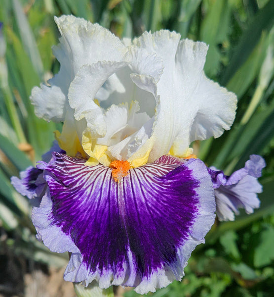 OTHERWISE – Sutton Iris