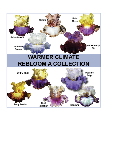 Rebloom Collection A – Sutton Iris
