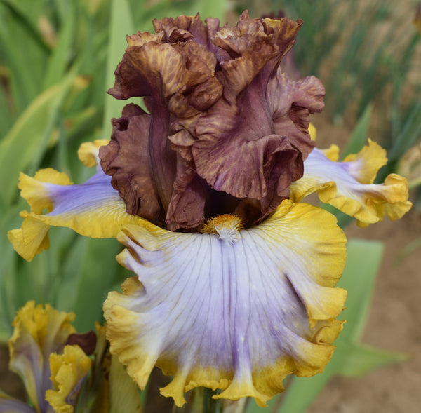 Reimagined – Sutton Iris