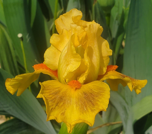 Run Amok – Sutton Iris