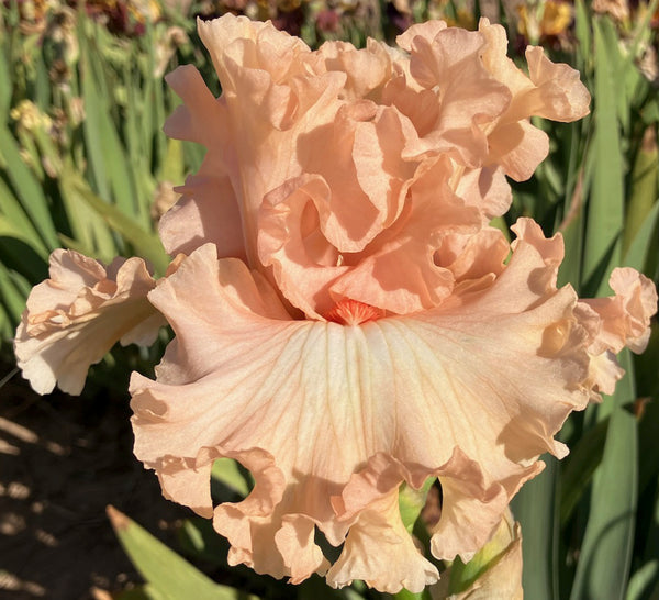 SUNDAY'S BEST DRESS – Sutton Iris