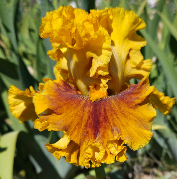 SUNKEN TREASURE – Sutton Iris