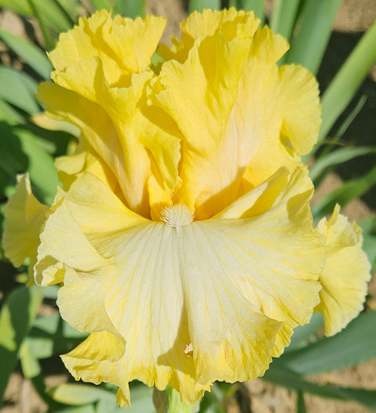 Sunrise Beach – Sutton Iris