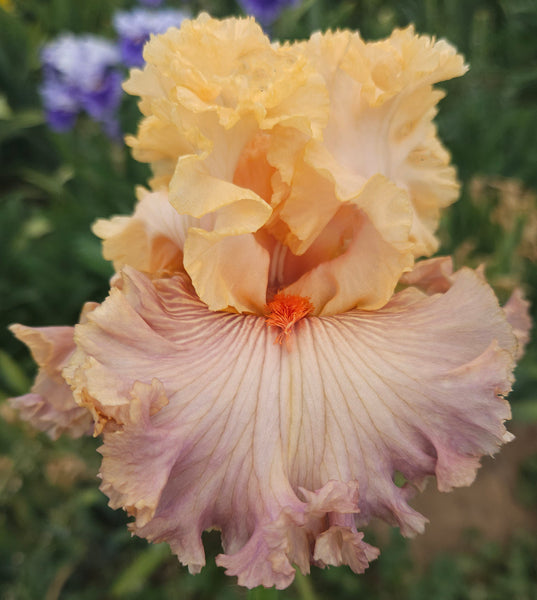 TOM FRILLERY – Sutton Iris