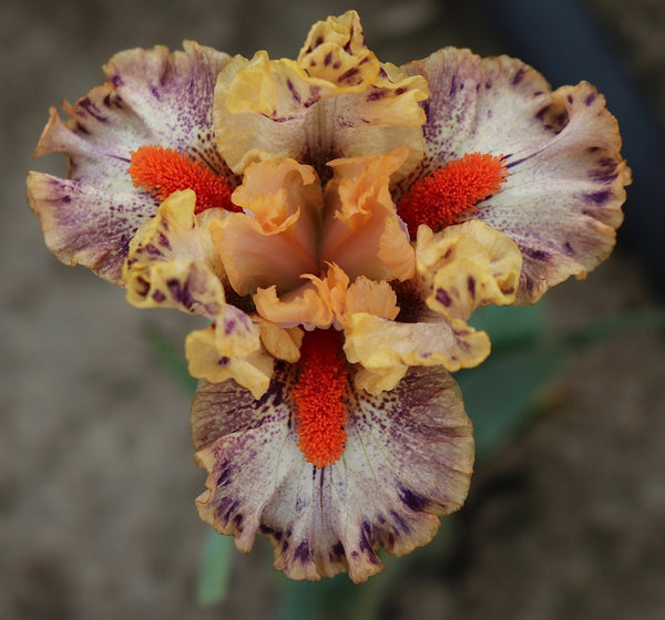 ZIG ZAG – Sutton Iris