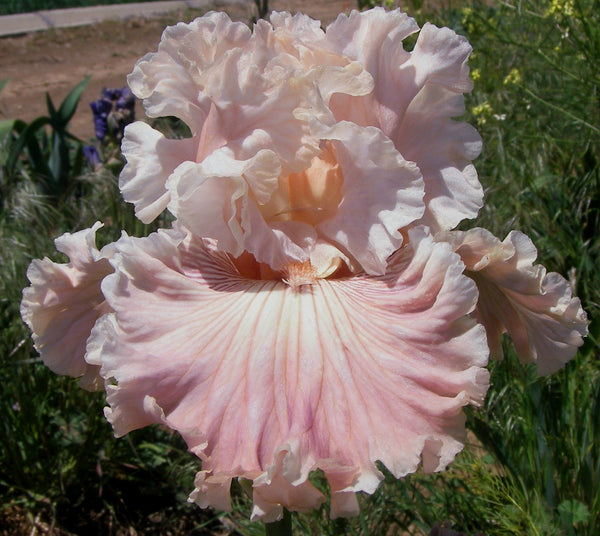 Classical – Sutton Iris