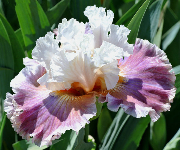 Della's Destiny – Sutton Iris