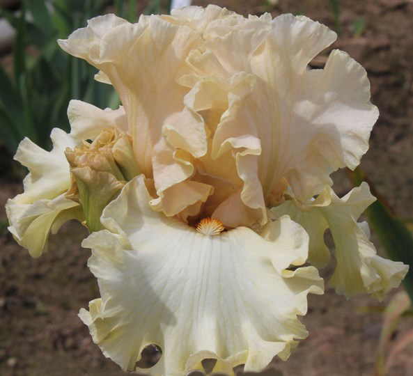 Double Wedding – Sutton Iris