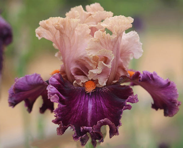 ELITE – Sutton Iris