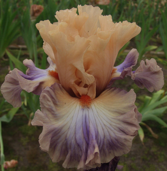 Gossamer Veil – Sutton Iris