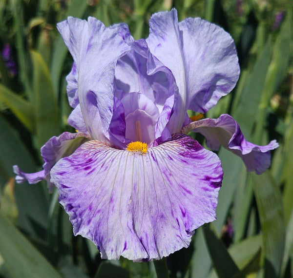 Aubrianna – Sutton Iris