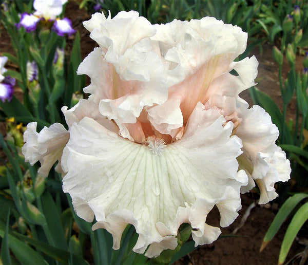 Barely Blushed – Sutton Iris