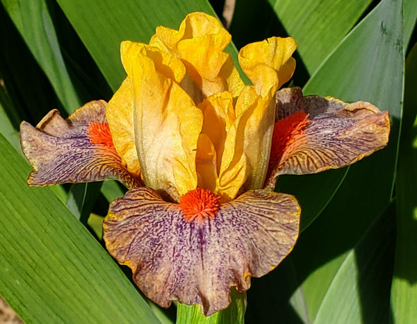 Be Bold – Sutton Iris