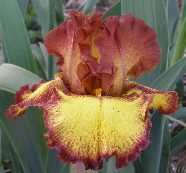 Bee My Honey – Sutton Iris