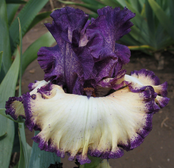 Berry Delight – Sutton Iris