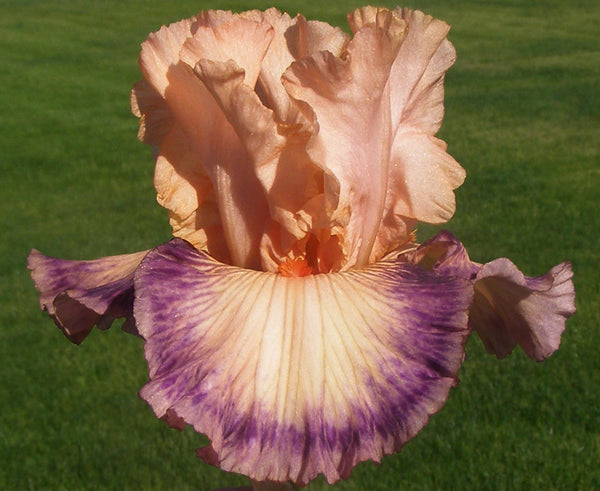 Berry Blast – Sutton Iris