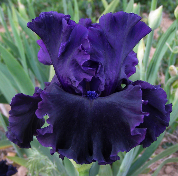 Black Lipstick – Sutton Iris