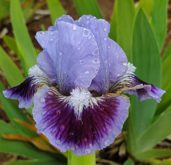 Blessed – Sutton Iris