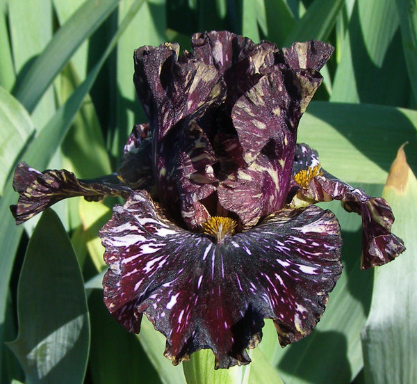 Break It Up – Sutton Iris