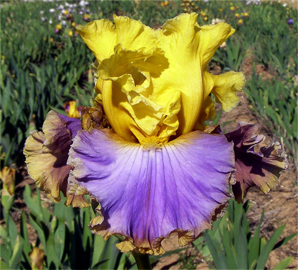 Brighton Beach – Sutton Iris